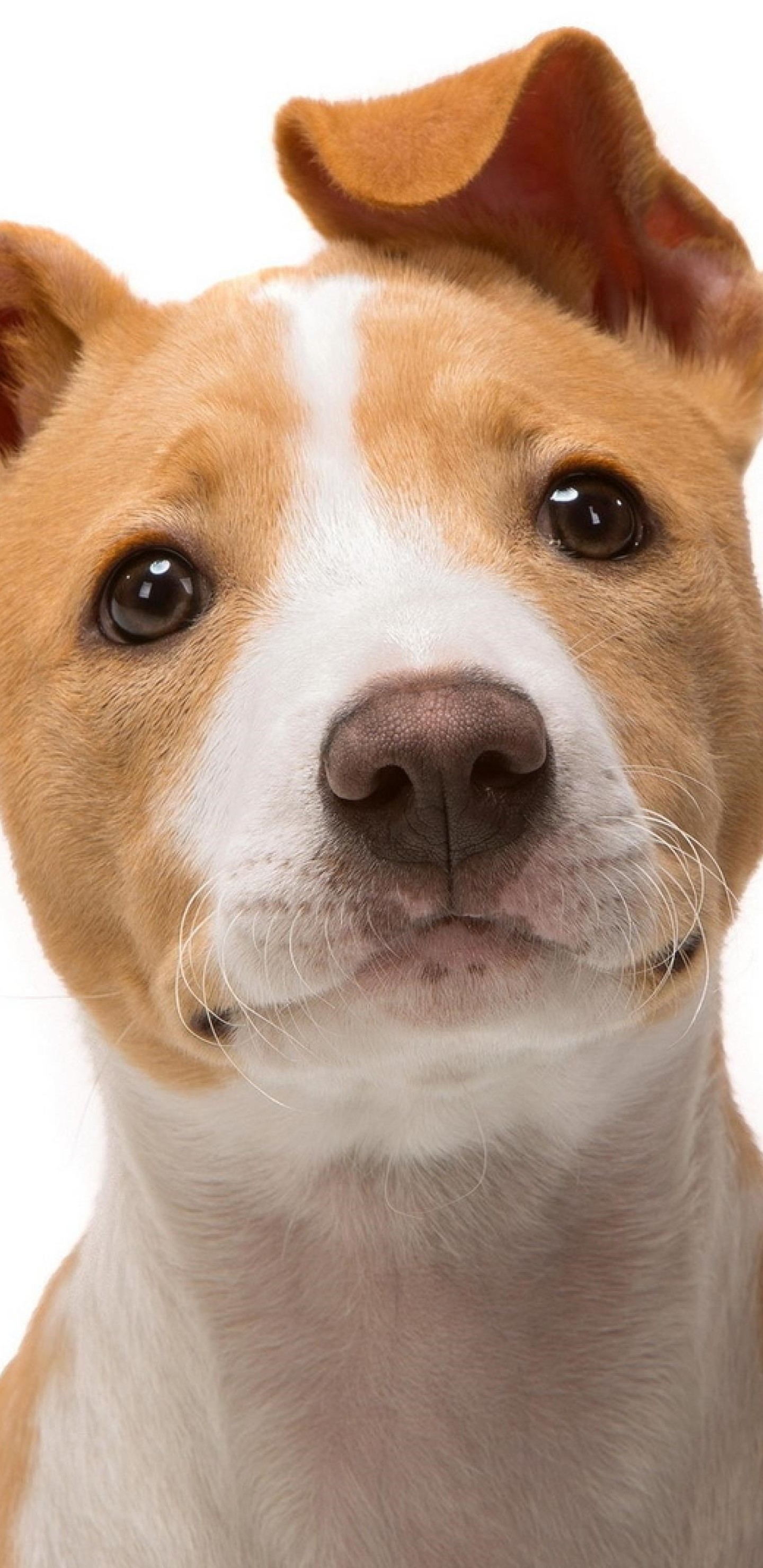 Mishiko Dog Collar Site - 1440x2960 Wallpaper - teahub.io