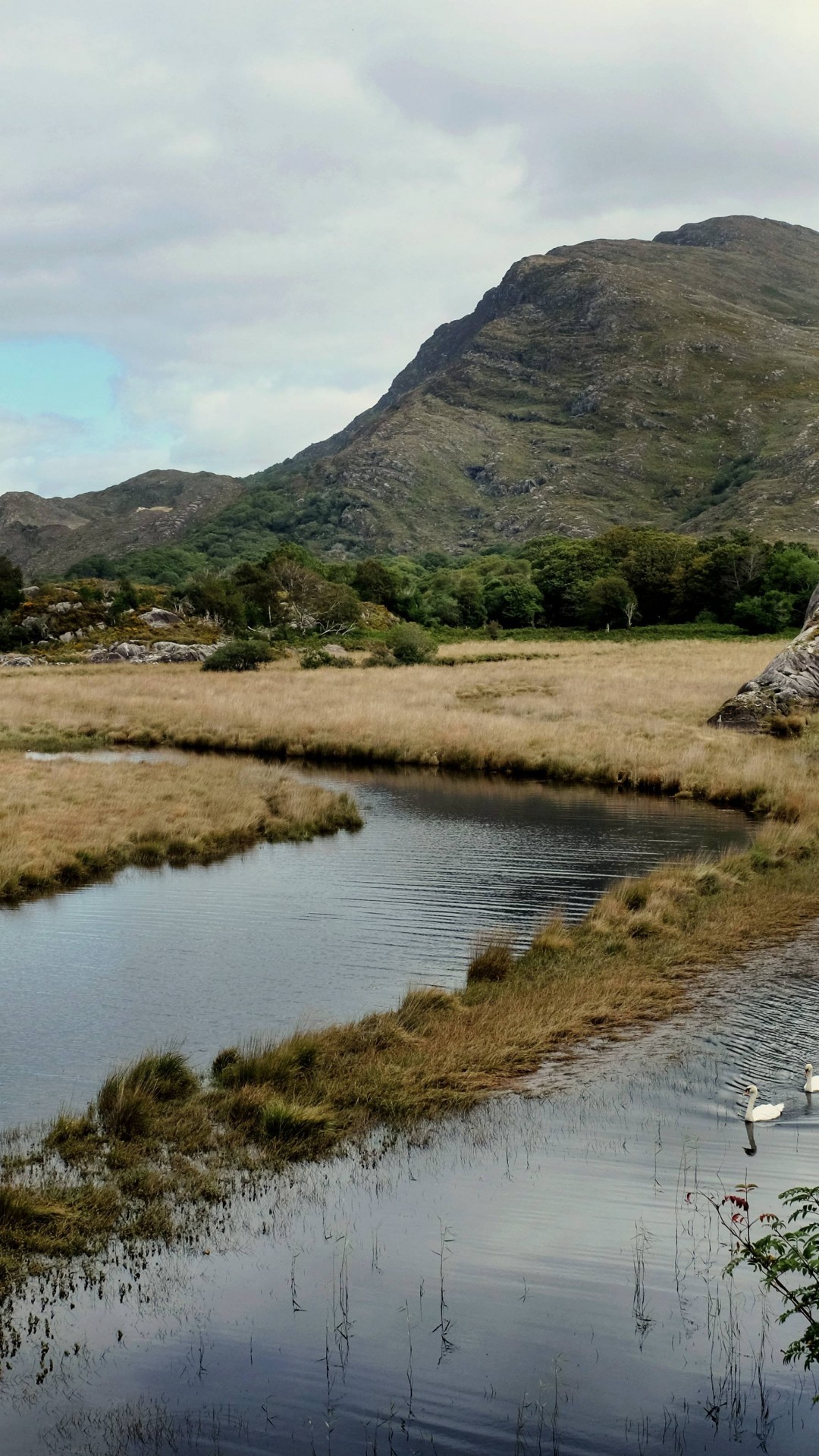 Freshwater Marsh - 1080x1920 Wallpaper - teahub.io