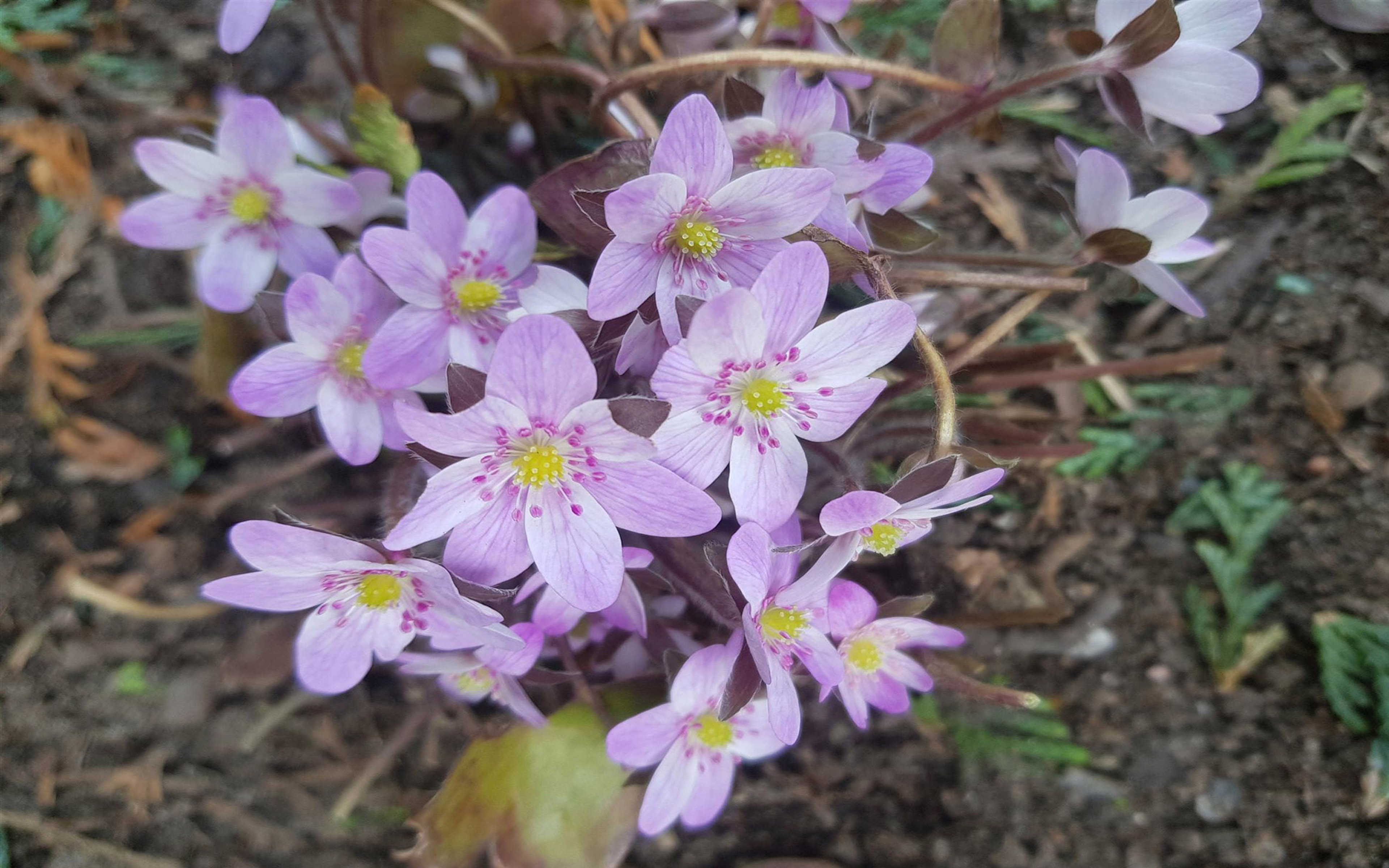 Tommie Crocus - 3840x2400 Wallpaper - teahub.io