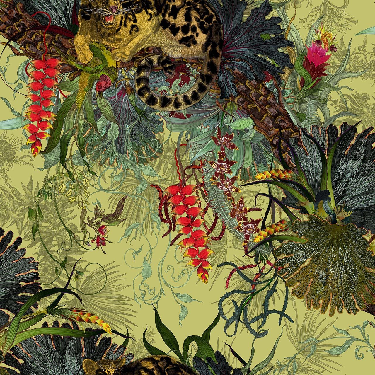 Tropical Clouded Leopard Dwn/tclo/obrn/02 - Tropical Clouded Leopard ...