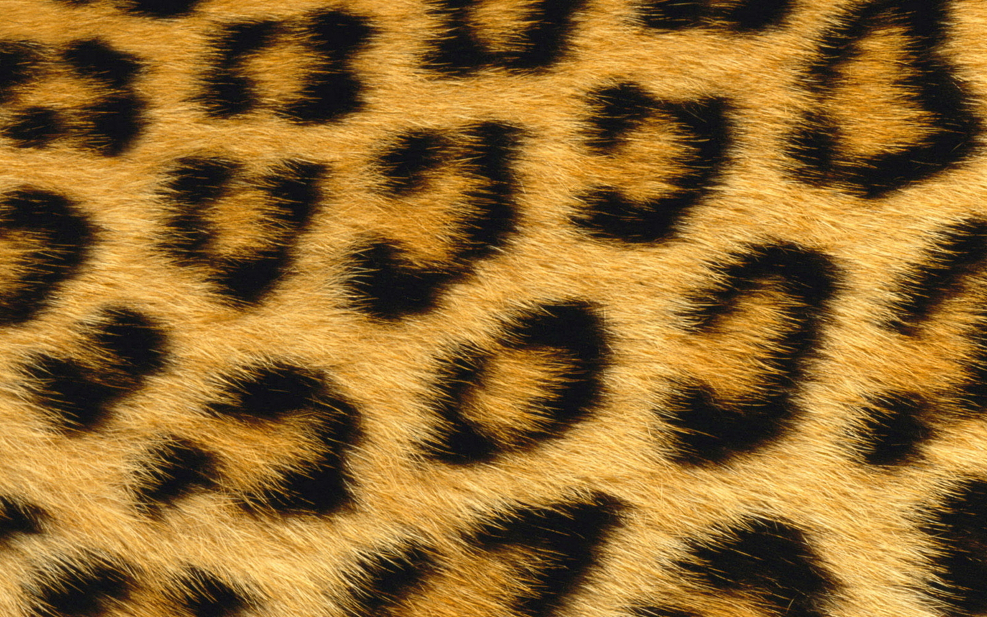 Leopard Print Wallpaper Hd Hd Desktop Wallpaper Carpet - High ...