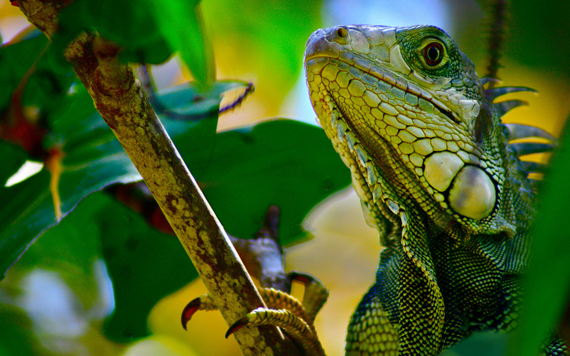 Reptiles Wallpaper Hd - 1920x1200 Wallpaper - teahub.io
