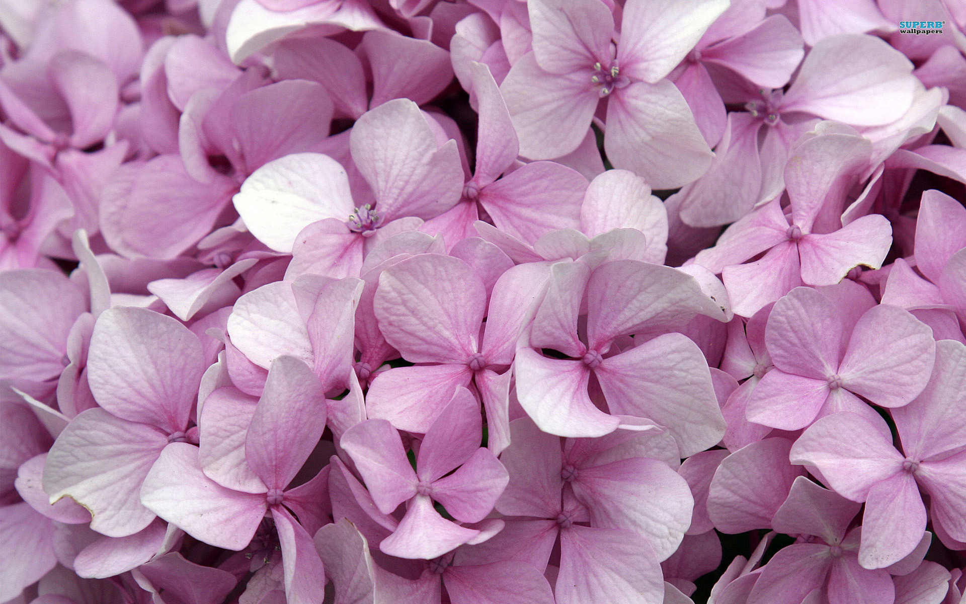 1920x1200, Pink Hydrangea Wallpaper Data Id 366988 - Desktop Background ...