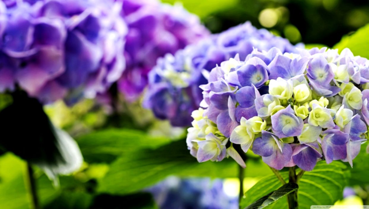 Hydrangea 4k Hd Desktop Wallpaper For 4k Ultra Hd - Hydrangeas ...