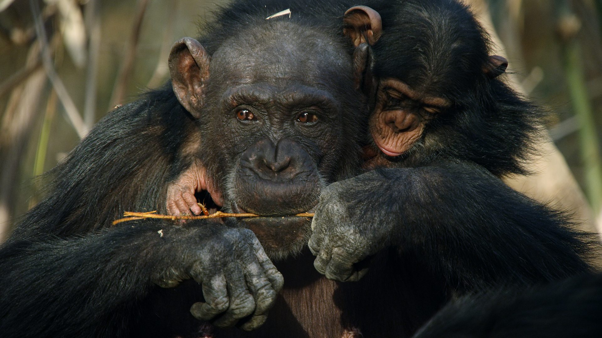 Savanna Chimpanzees In Senegal - 1920x1080 Wallpaper - teahub.io