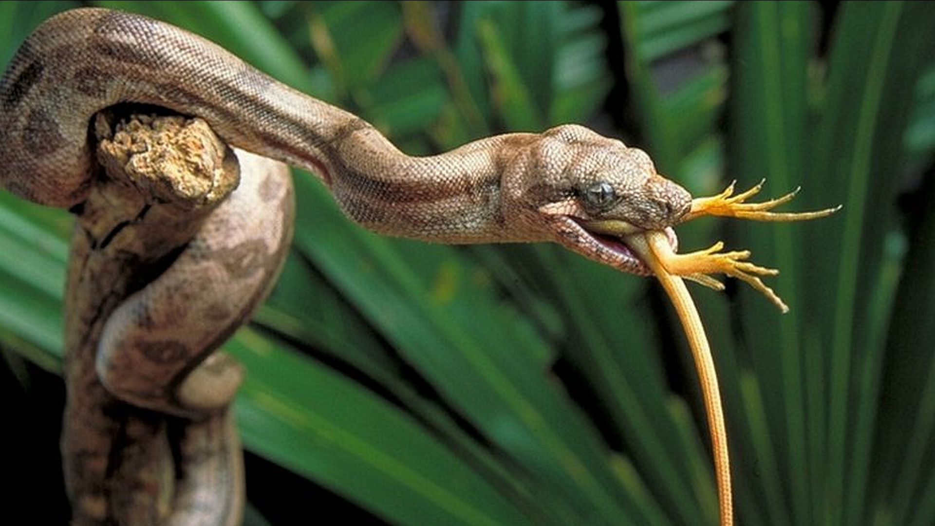 Serpent - 1920x1080 Wallpaper - teahub.io