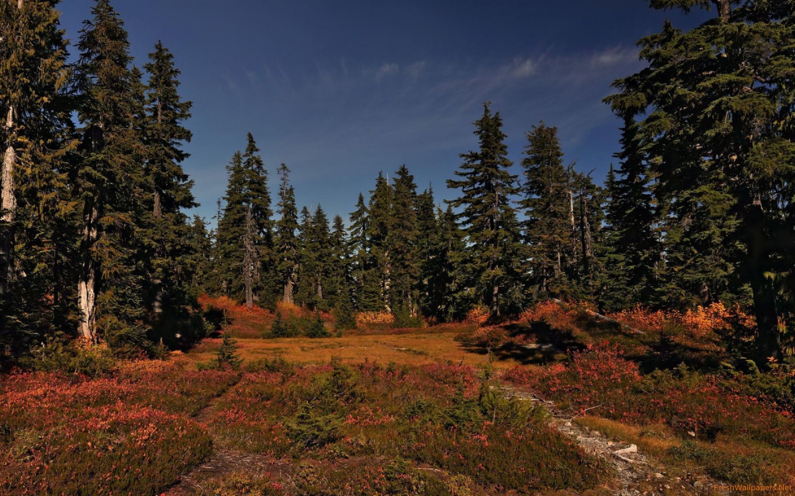 Shortleaf Black Spruce - 2560x1600 Wallpaper - teahub.io