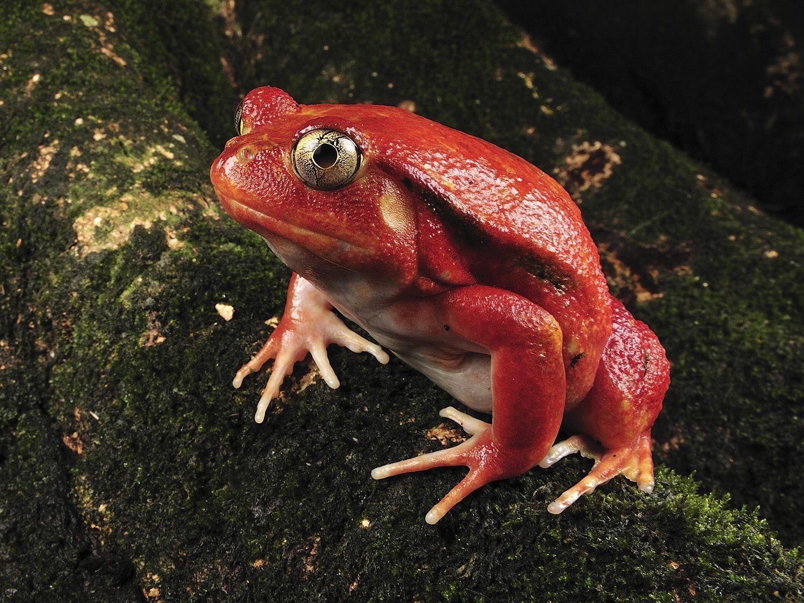 Red Frogs In Mn - 1600x1200 Wallpaper - teahub.io