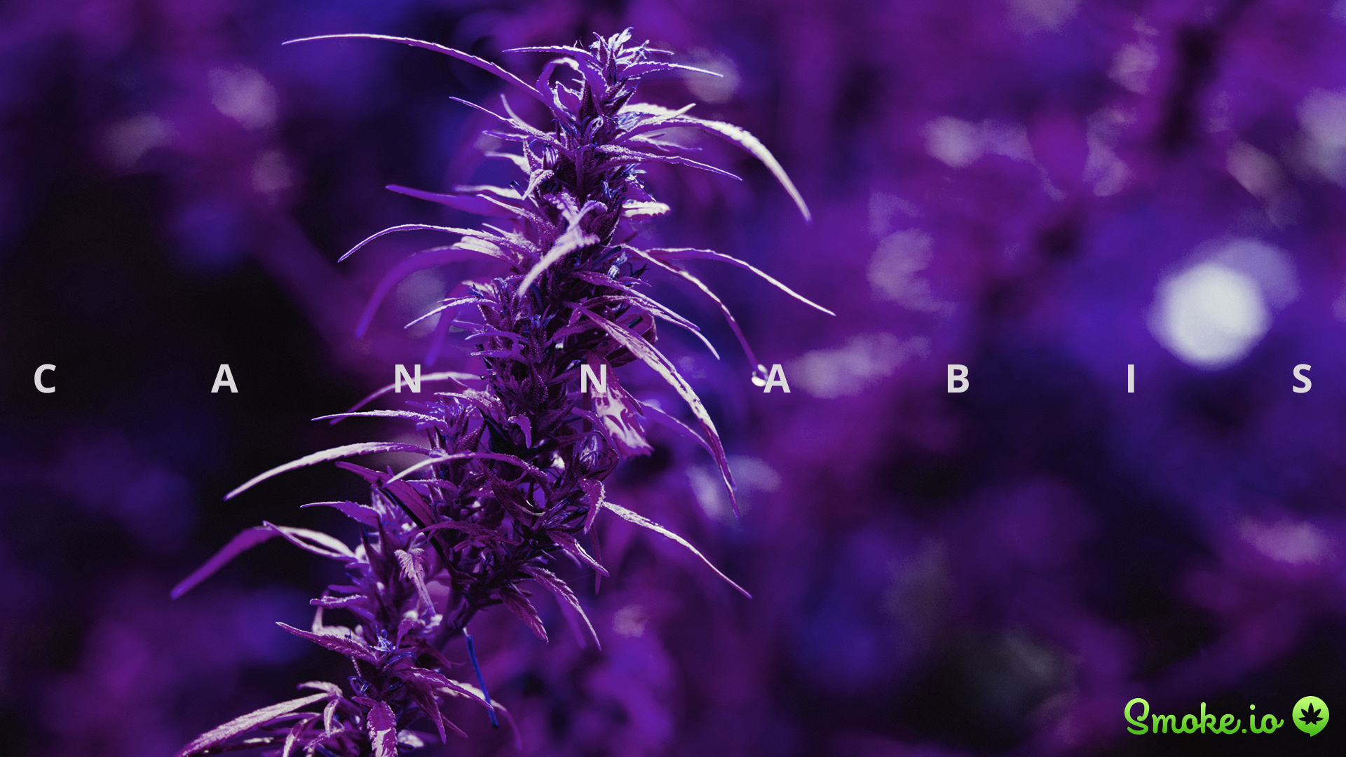 Promotional Wallpaper Design Desktop 1a - 1920x1080 Wallpaper - teahub.io