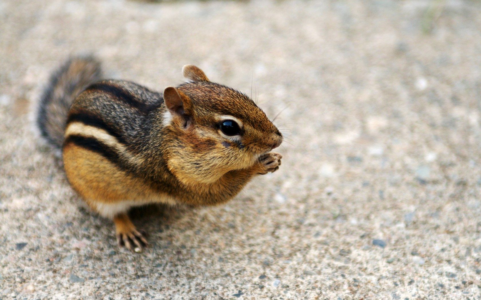 Adorable Chipmunk - 1680x1050 Wallpaper - teahub.io