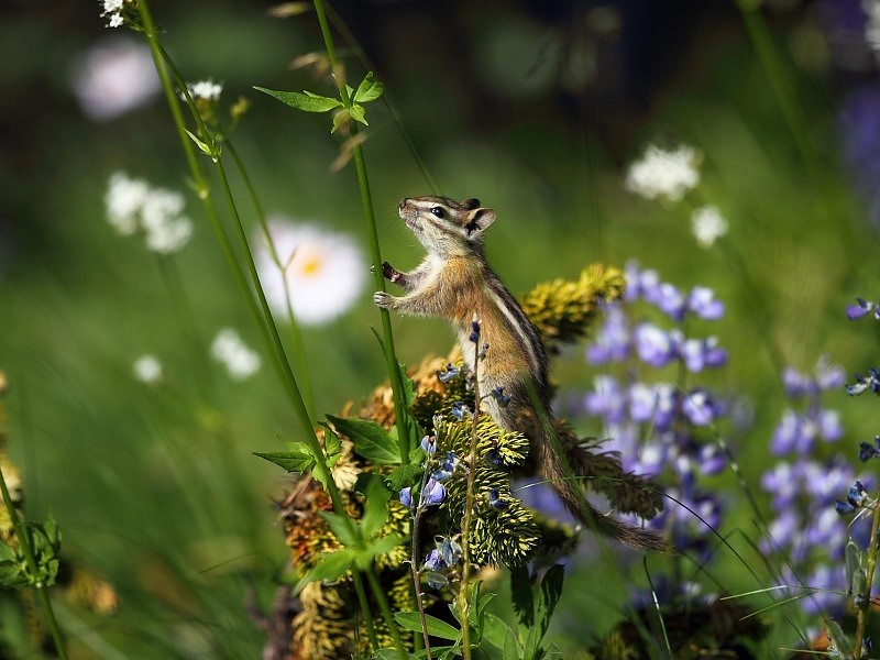 Cute Chipmunk Wallpaper - Chipmunk Flowers - 800x600 Wallpaper - teahub.io