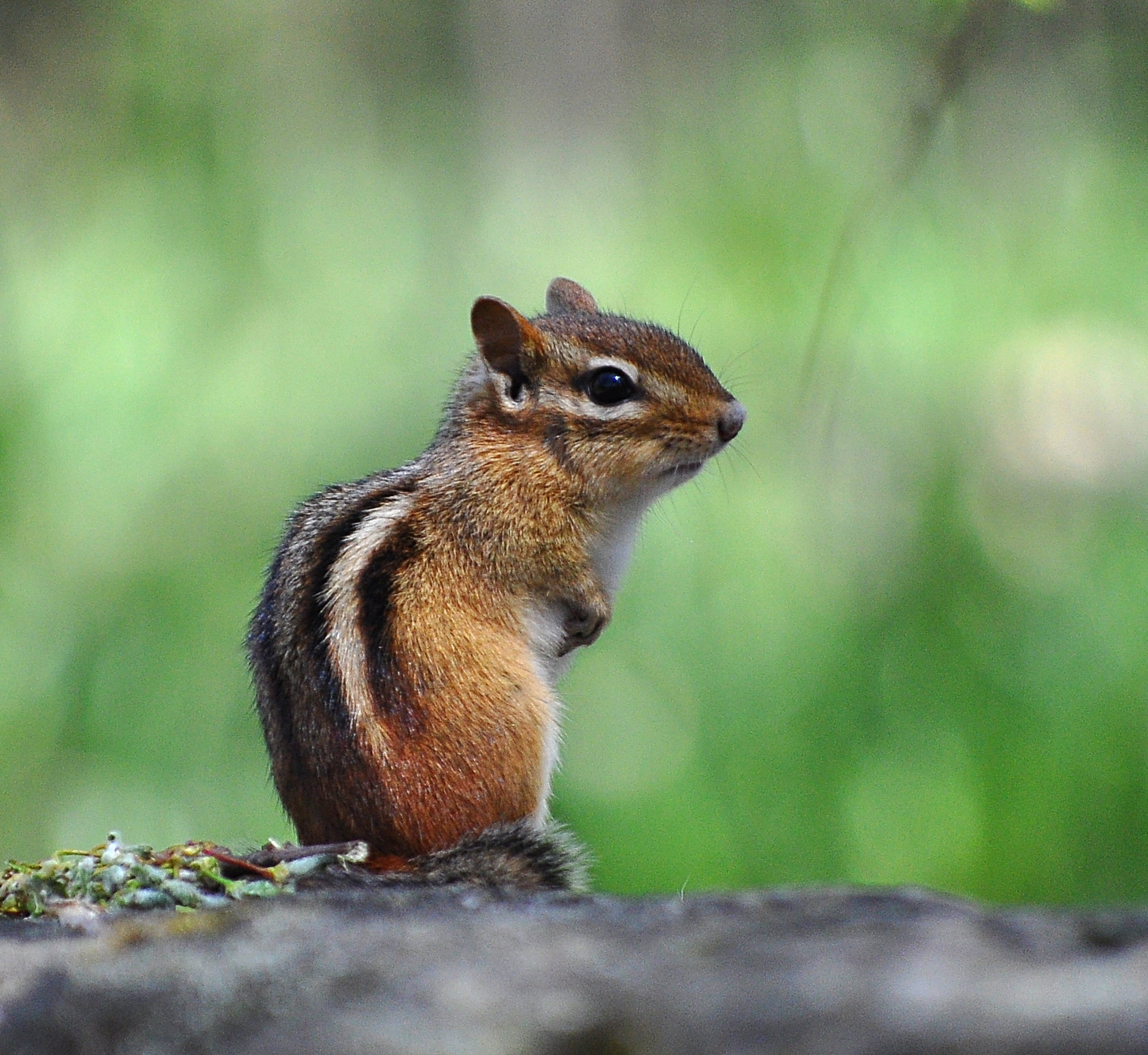 Chipmunk In The Forest - 1688x1552 Wallpaper - teahub.io