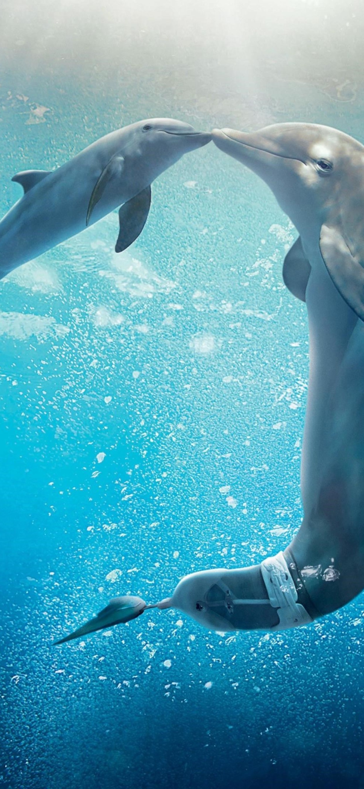Dolphin Tale 2 - 1242x2688 Wallpaper - teahub.io