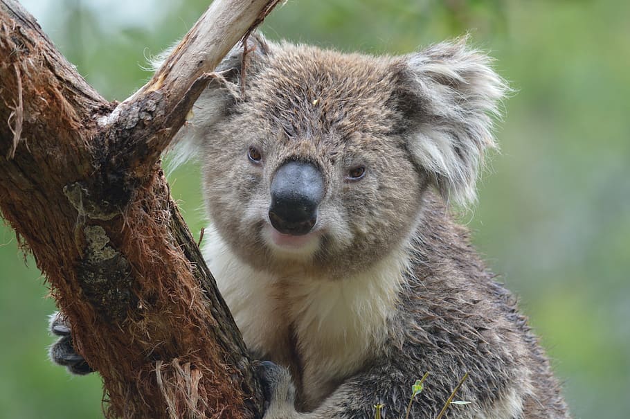 Gray Koala Bear On Tree, Australia, Marsupial, Nature, - 910x605 ...