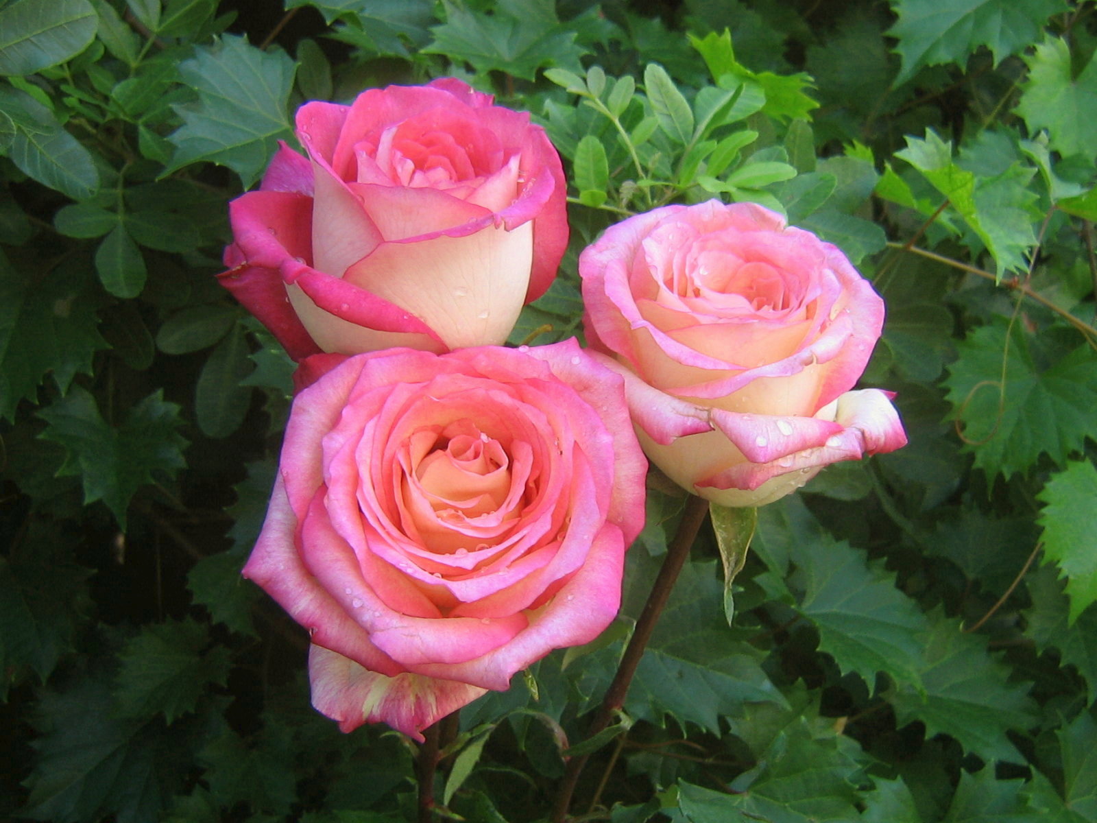 Three Beautiful Pink Roses - Three Of Pink Roses - 1600x1200 Wallpaper ...