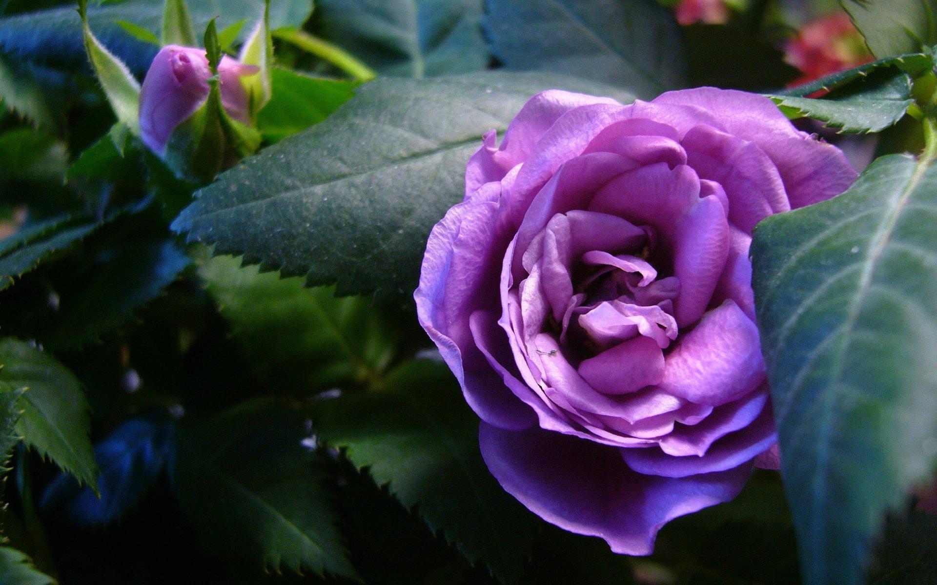Beautiful Violet Roses Wallpaper Hd - 1920x1200 Wallpaper - teahub.io
