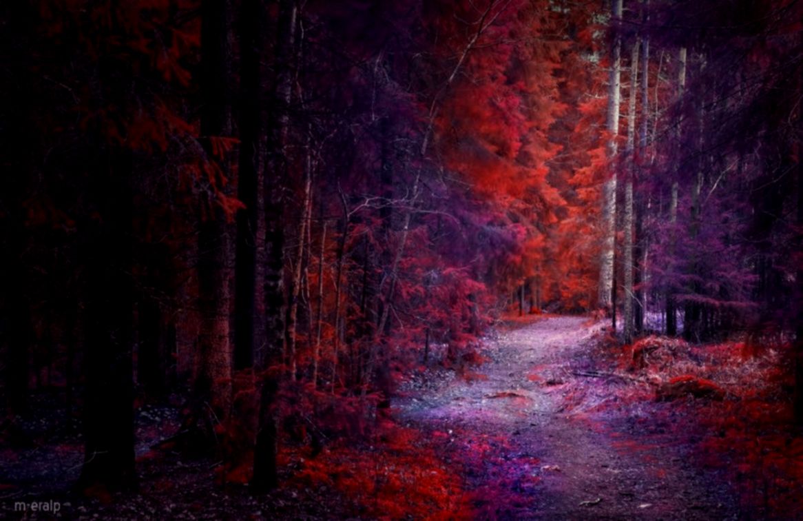 Forest Woods Path Trees Purple Autumn Dreams Wallpapers - Autumn Purple ...