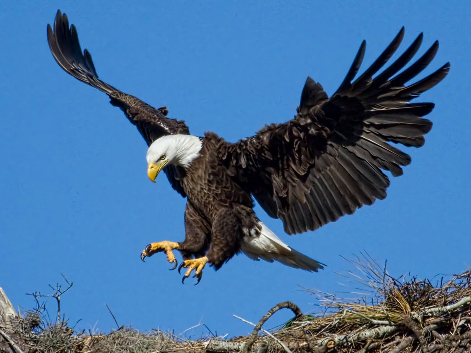 Eagle Carrying - 1920x1440 Wallpaper - teahub.io