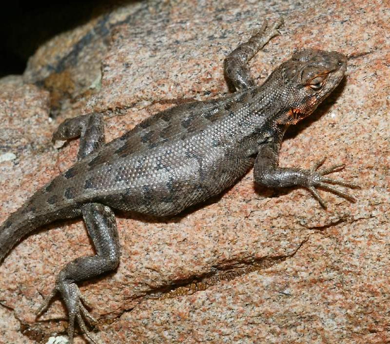 Female Sagebrush Lizard - Sagebrush Lizard - 800x705 Wallpaper - teahub.io