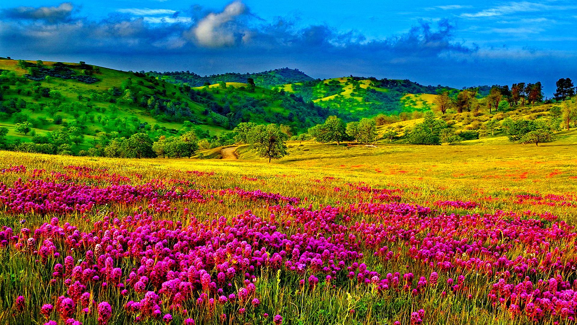 Green Grass With Flowers - 1920x1080 Wallpaper - teahub.io