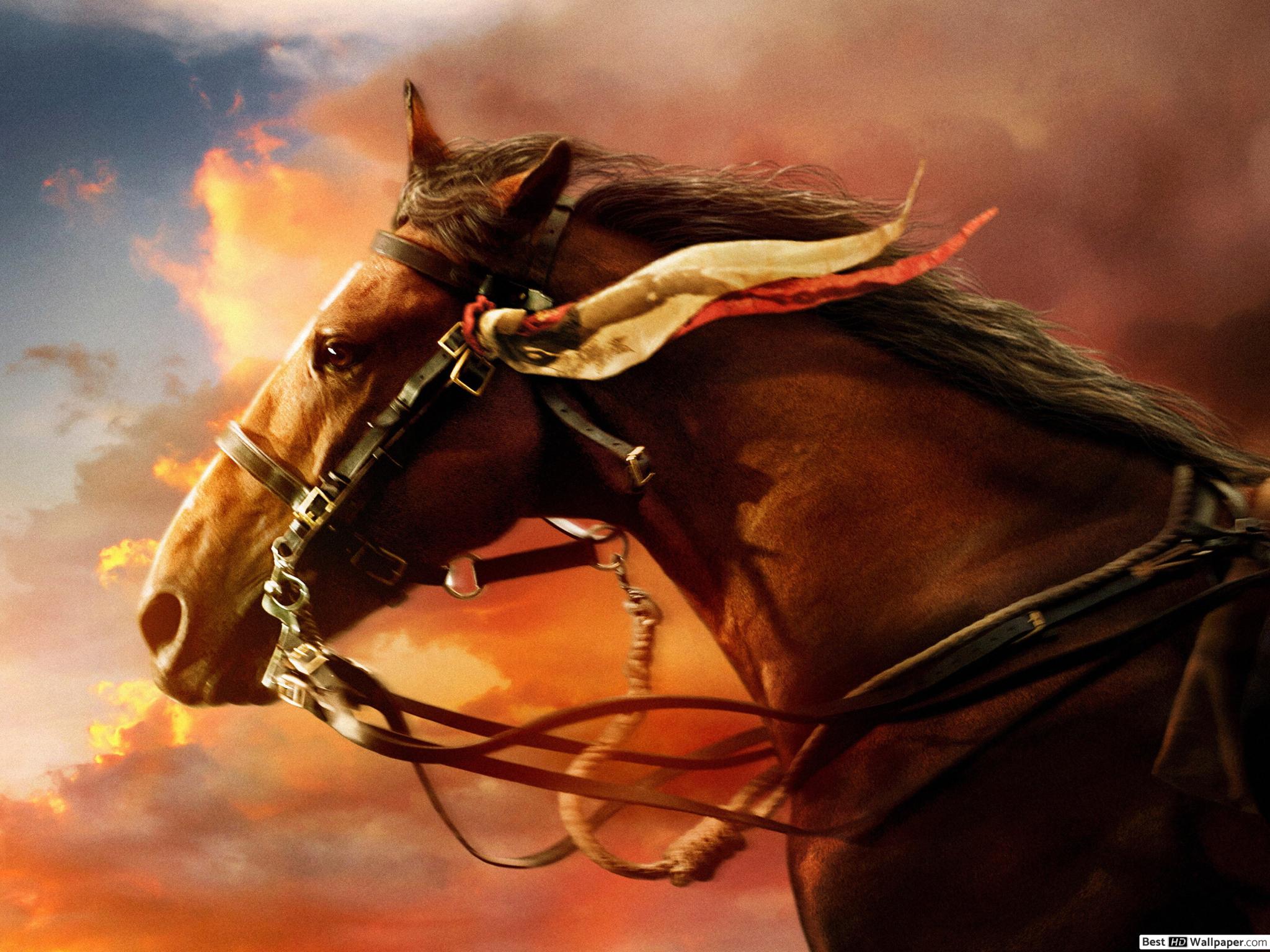 War Horse - 2048x1536 Wallpaper - teahub.io