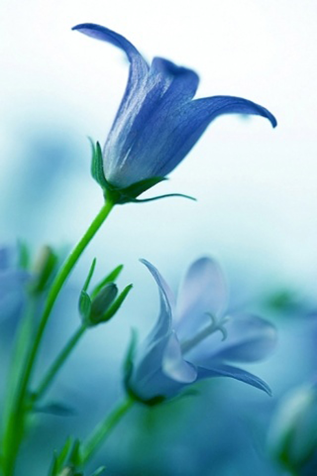 Download Flower Blue Bellflower Android Wallpaper - Flower Android ...