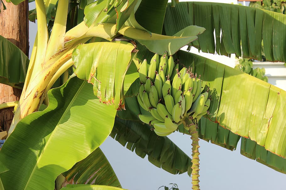 Bananas, Palm, Tree, Fruit, Nature, Food, Agriculture, - Bananas On ...