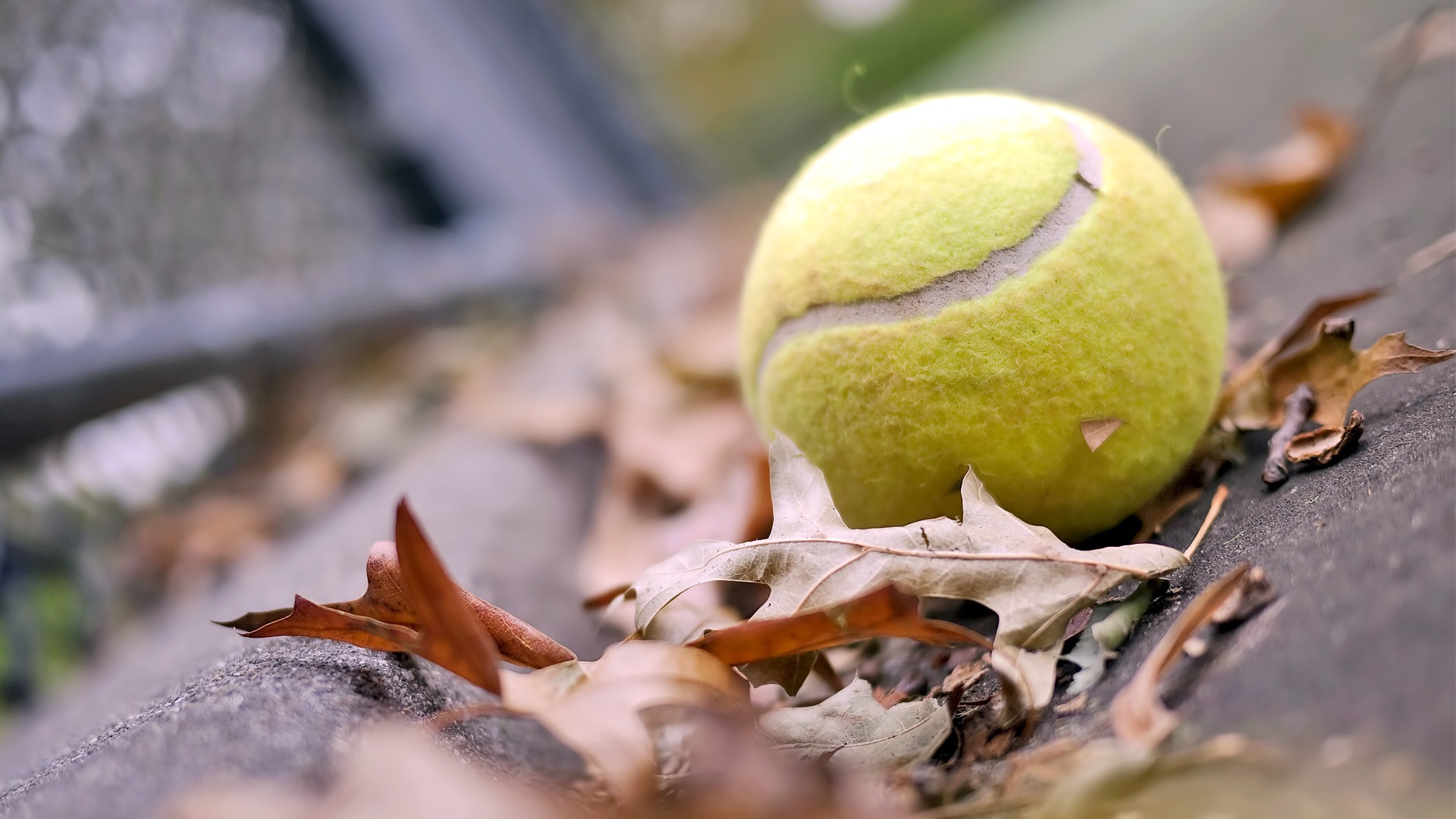 Wallpaper Tennis Ball Leaves Fall Mood - Tennis And Fall - 1920x1080 ...