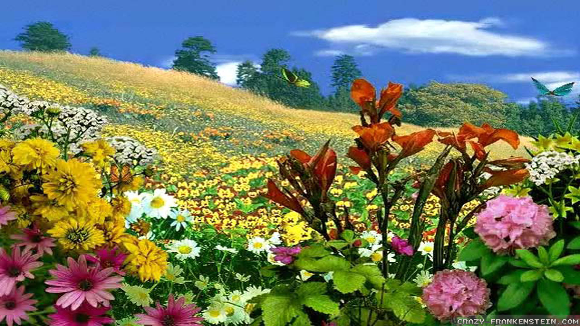 Chrysanths - 1920x1080 Wallpaper - teahub.io