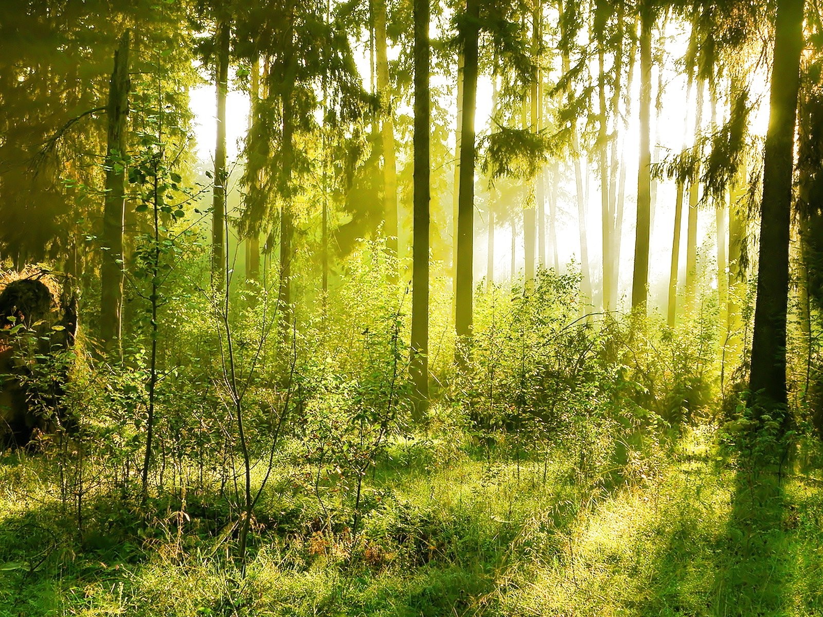 Forest Landscapes - 1600x1200 Wallpaper - teahub.io