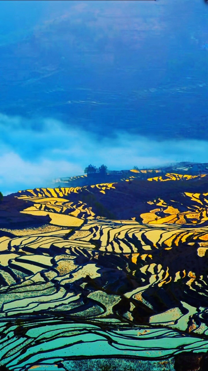 Rice Cultivation - 720x1280 Wallpaper - teahub.io