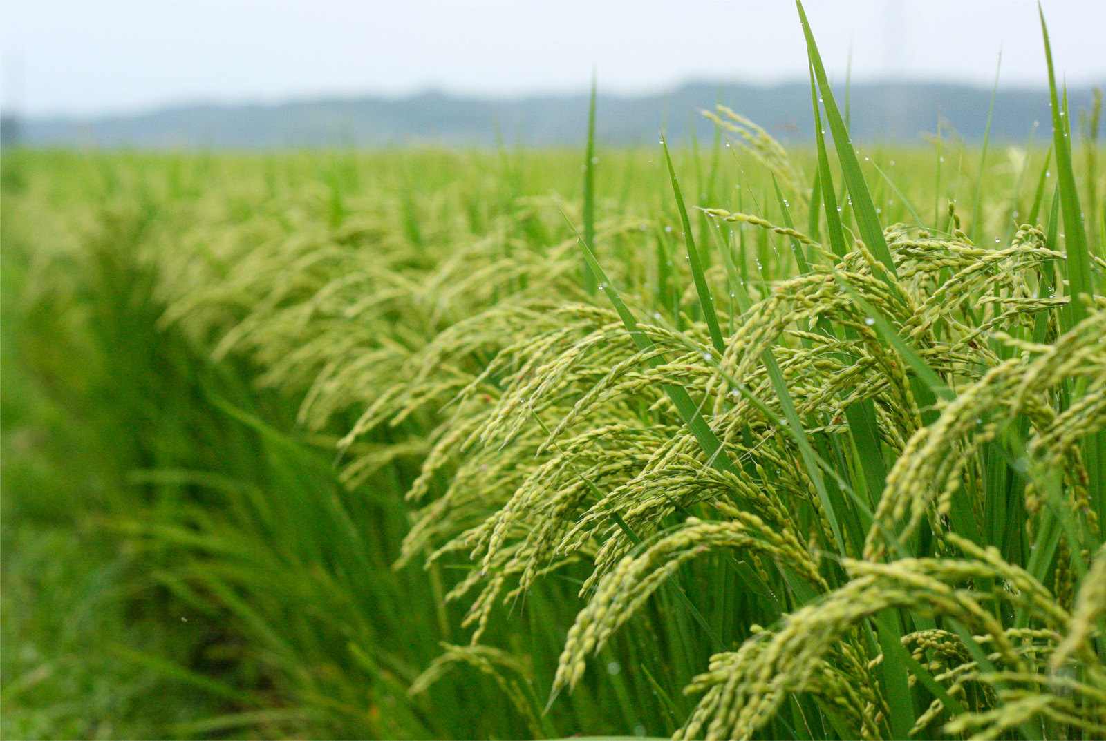Rice Farm In Ghana - 1600x1073 Wallpaper - teahub.io