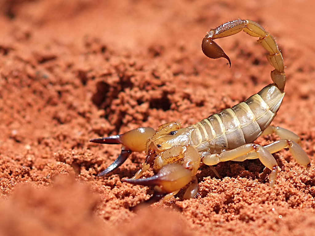 Scorpio In The Desert - 1024x768 Wallpaper - teahub.io