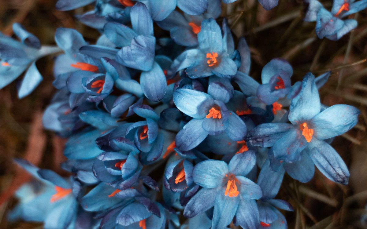 Different Flowers Hd - 1200x750 Wallpaper - teahub.io