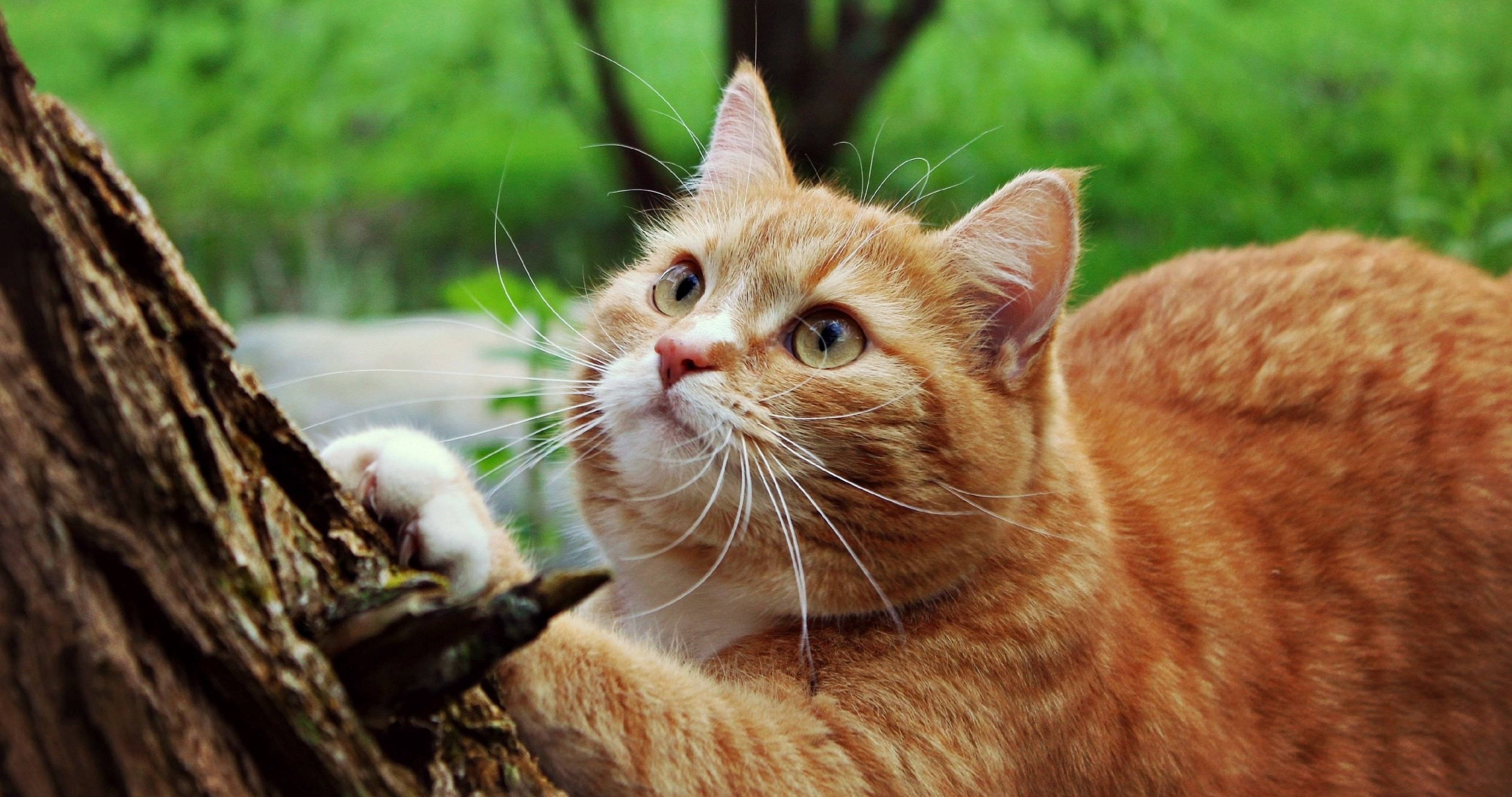 Download Cat Wall Paper 4k - Teahub.io