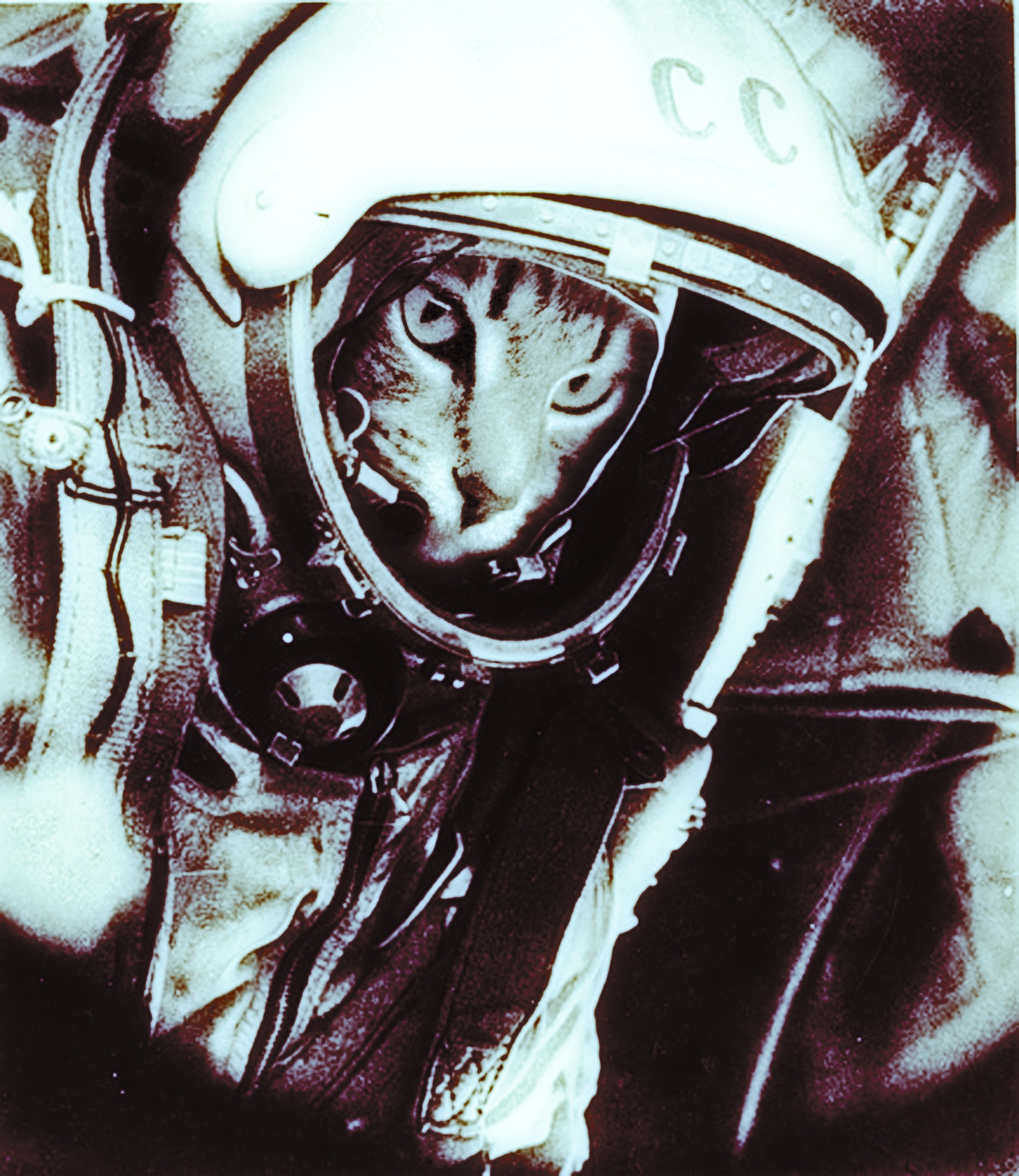 Wallpaper - Cosmonaut Cat - 1805x2083 Wallpaper - teahub.io