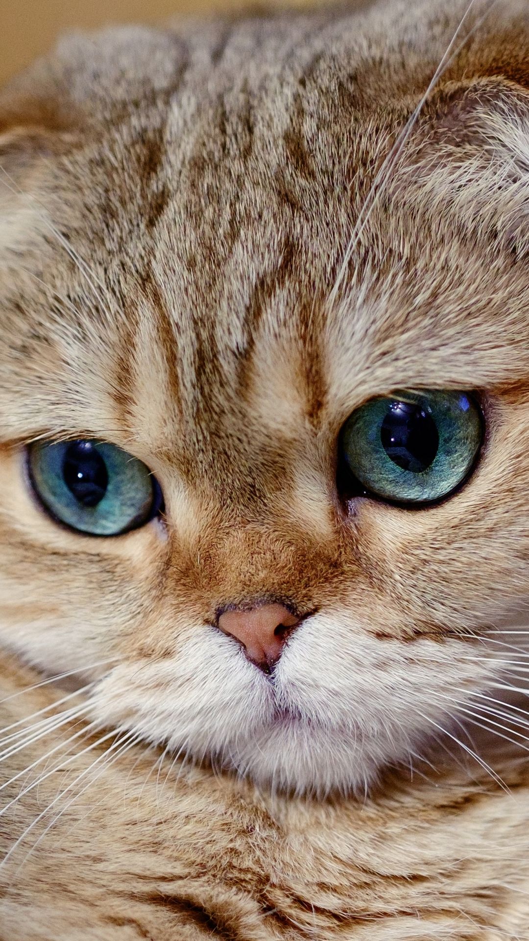 Cat - 1080x1920 Wallpaper - teahub.io