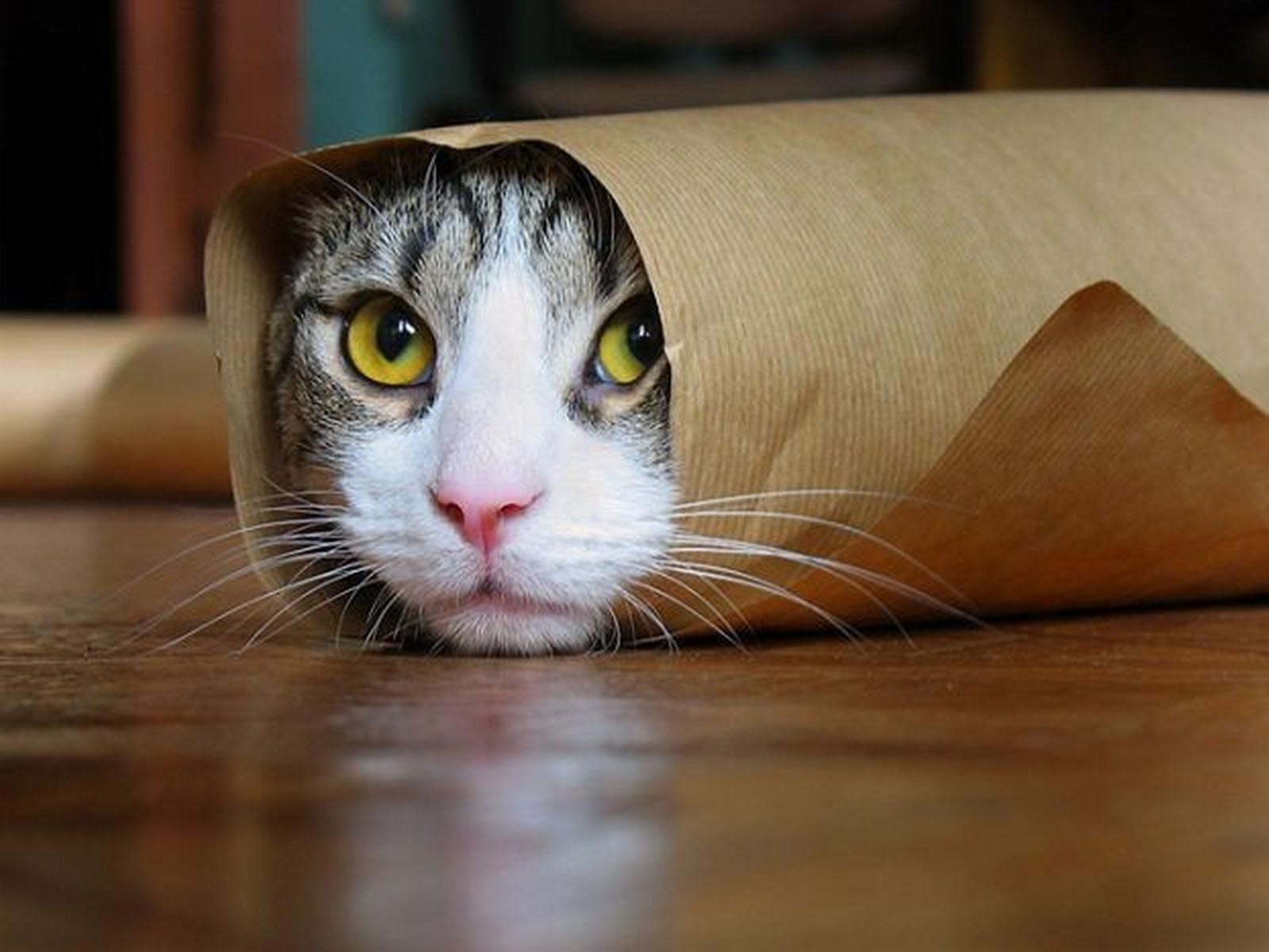 Burrito Cat - 1600x1200 Wallpaper - teahub.io