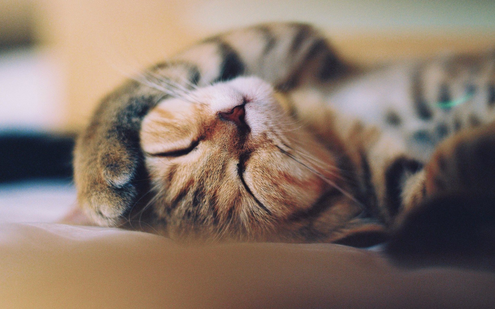 Cute Cat Close Up - 1680x1050 Wallpaper - teahub.io