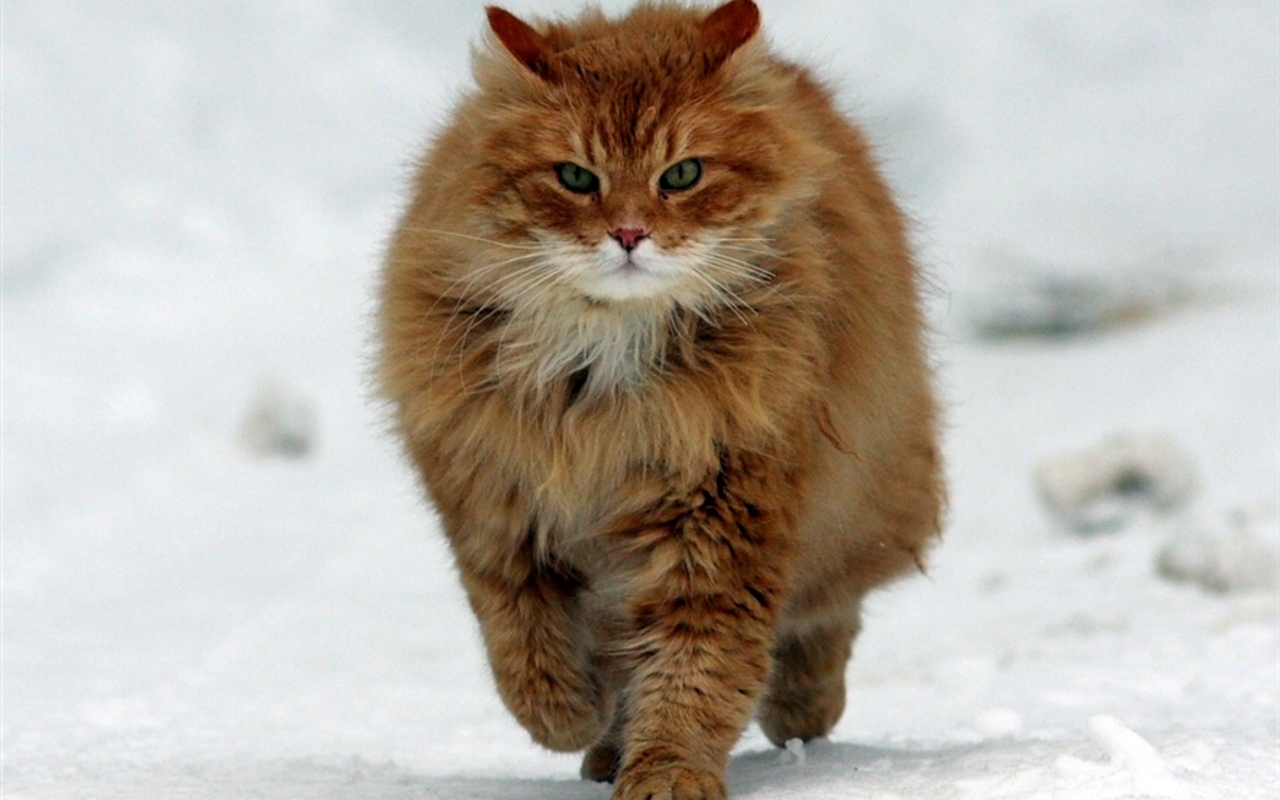 Big Red On The Run - Big Red Cat - 1280x800 Wallpaper - teahub.io