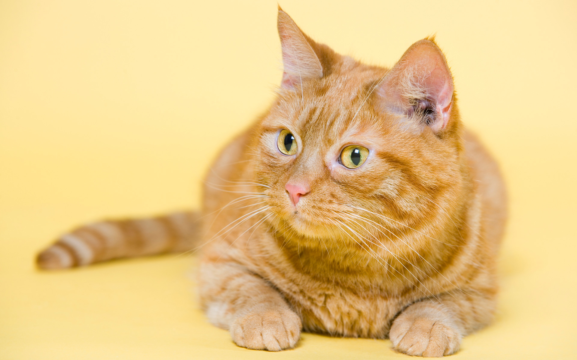 Funny Fat Red Cat Wallpapers And Images - Cat - 1920x1200 Wallpaper ...