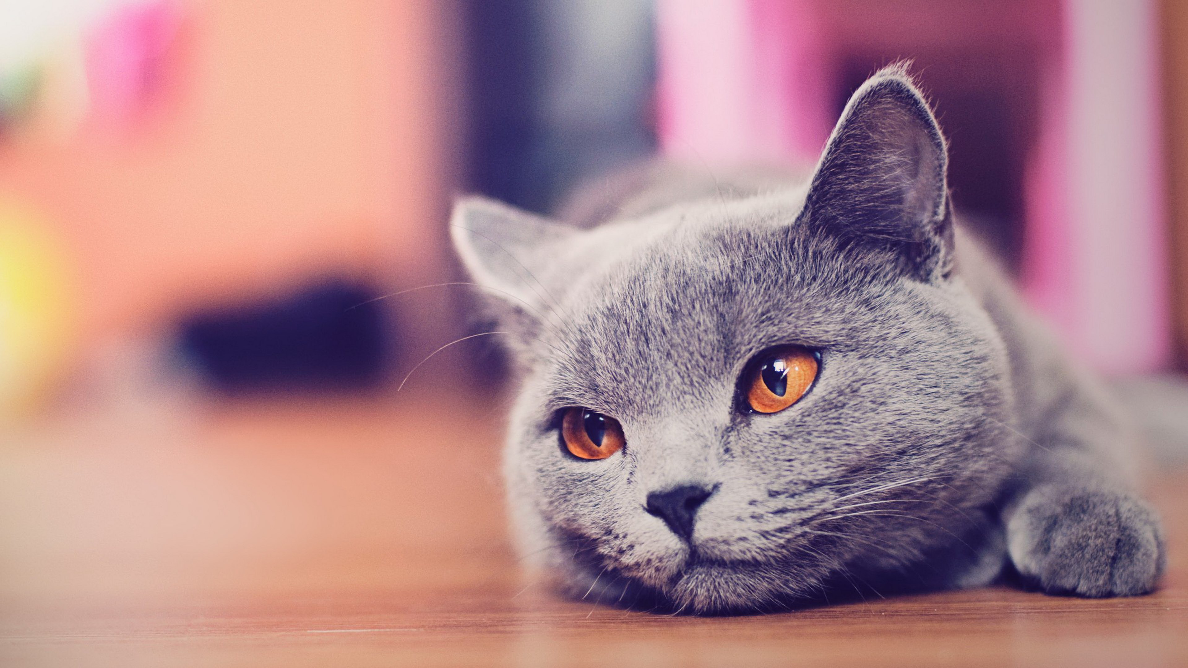 Cute Cat High Resolution - 3840x2160 Wallpaper - teahub.io