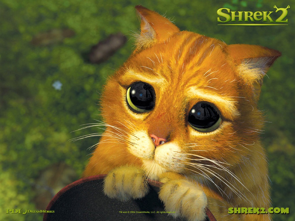 Shrek Cat - 1024x768 Wallpaper - teahub.io