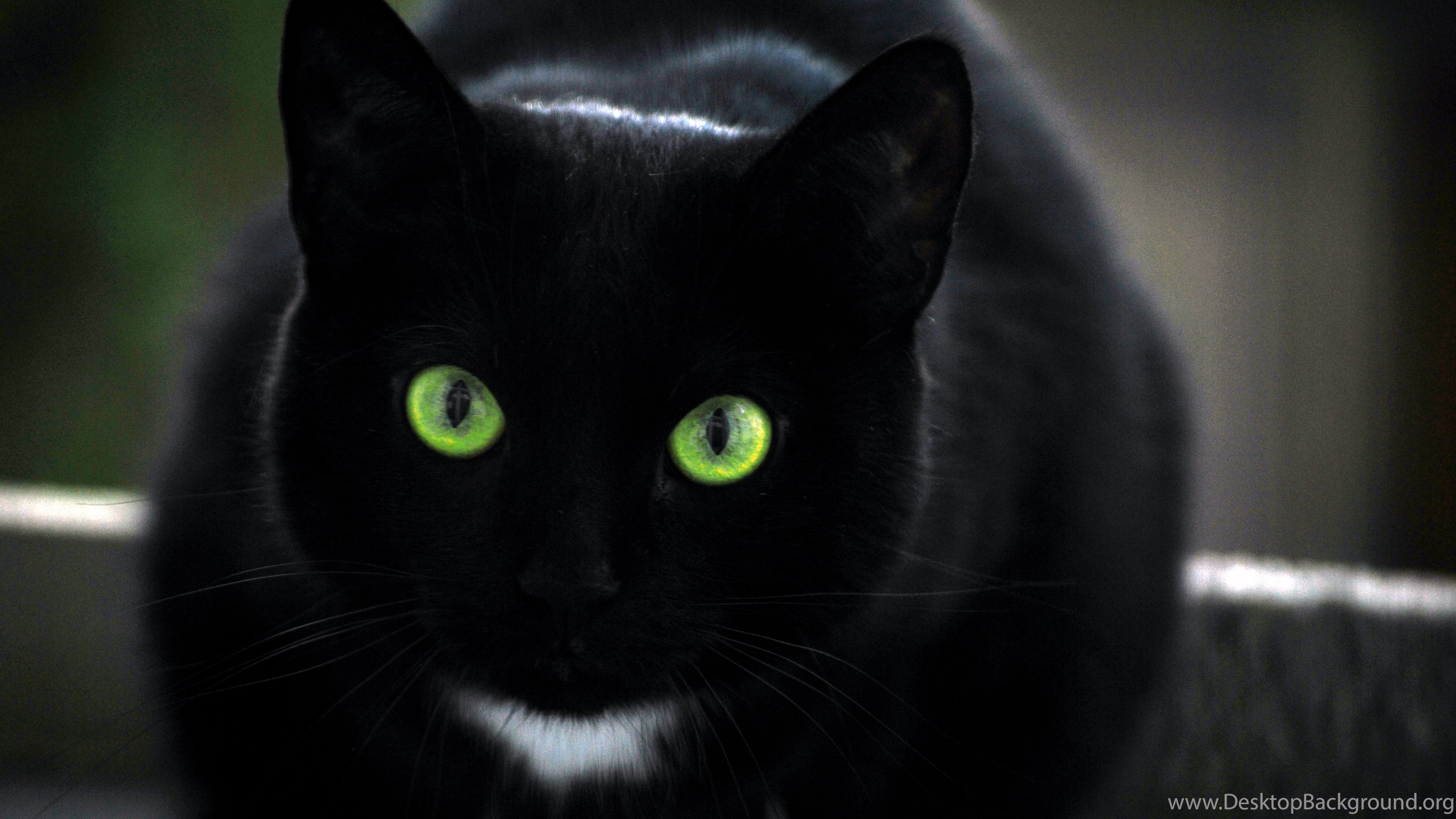 Warrior Cats Art Ravenpaw - 3840x2160 Wallpaper - teahub.io