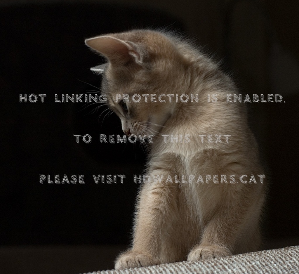 Sad Kitty Unwell Kittens Disease Animals - Wallpaper - 1024x938 ...