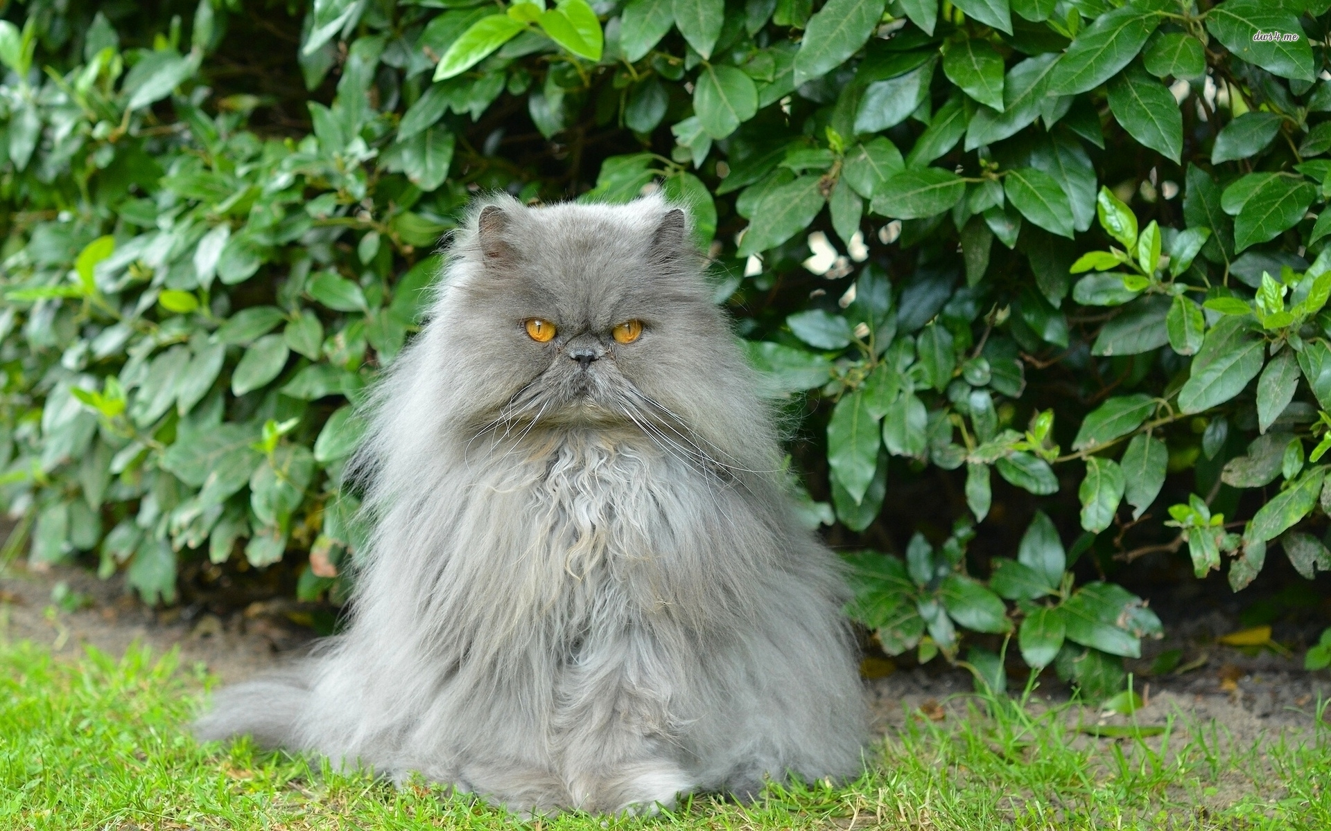 Sad Fluffy Cat - 1920x1200 Wallpaper - teahub.io