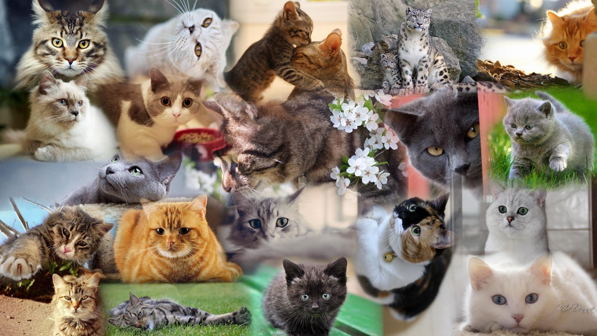 Cats Wallpaper Collage - 1920x1080 Wallpaper - teahub.io