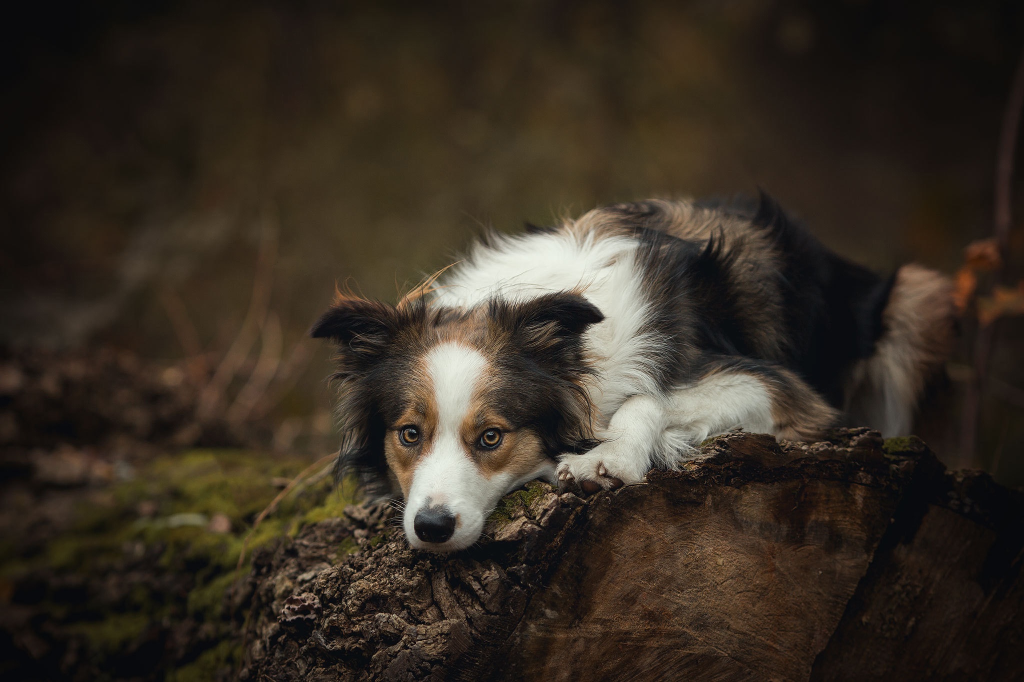 Companion Dog - 2048x1365 Wallpaper - teahub.io