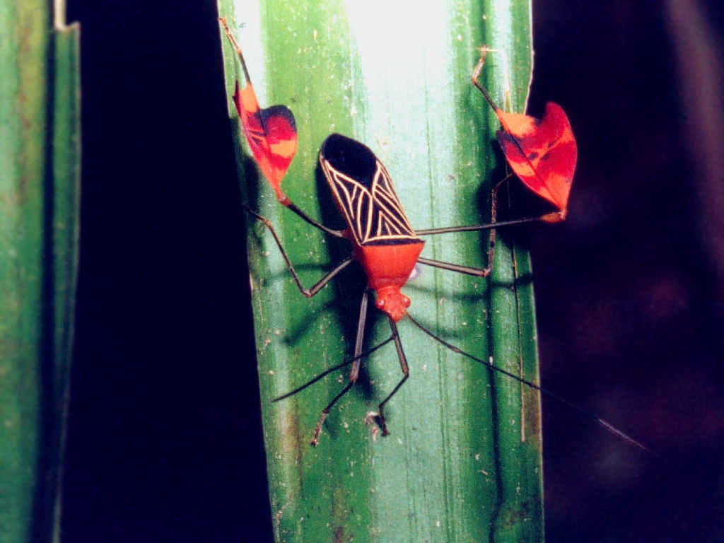 Flag Footed Bug Costa Rica - 1024x768 Wallpaper - teahub.io