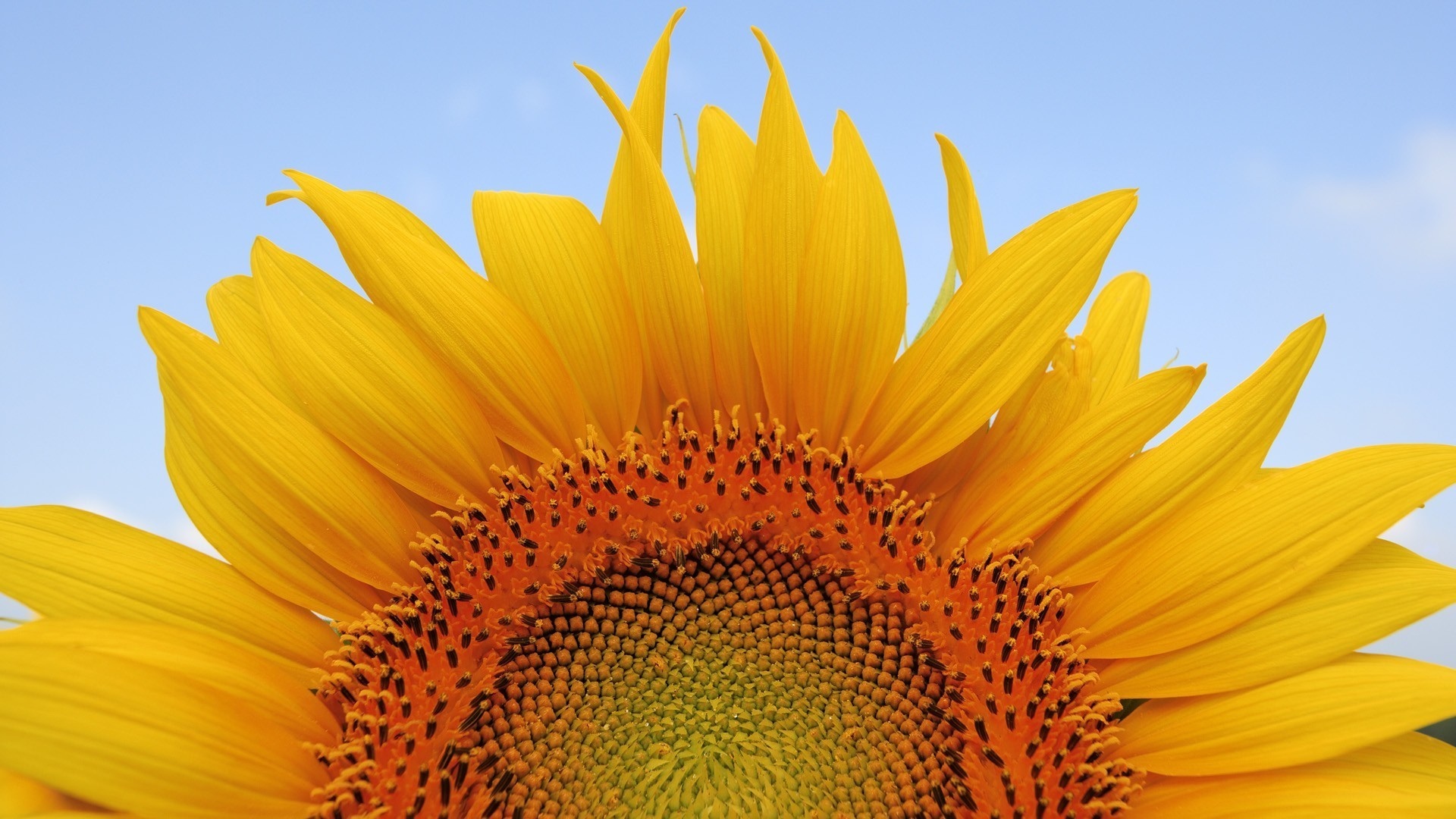 Half Sunflower Wallpaper - Half Sunflower - 1920x1080 Wallpaper - teahub.io